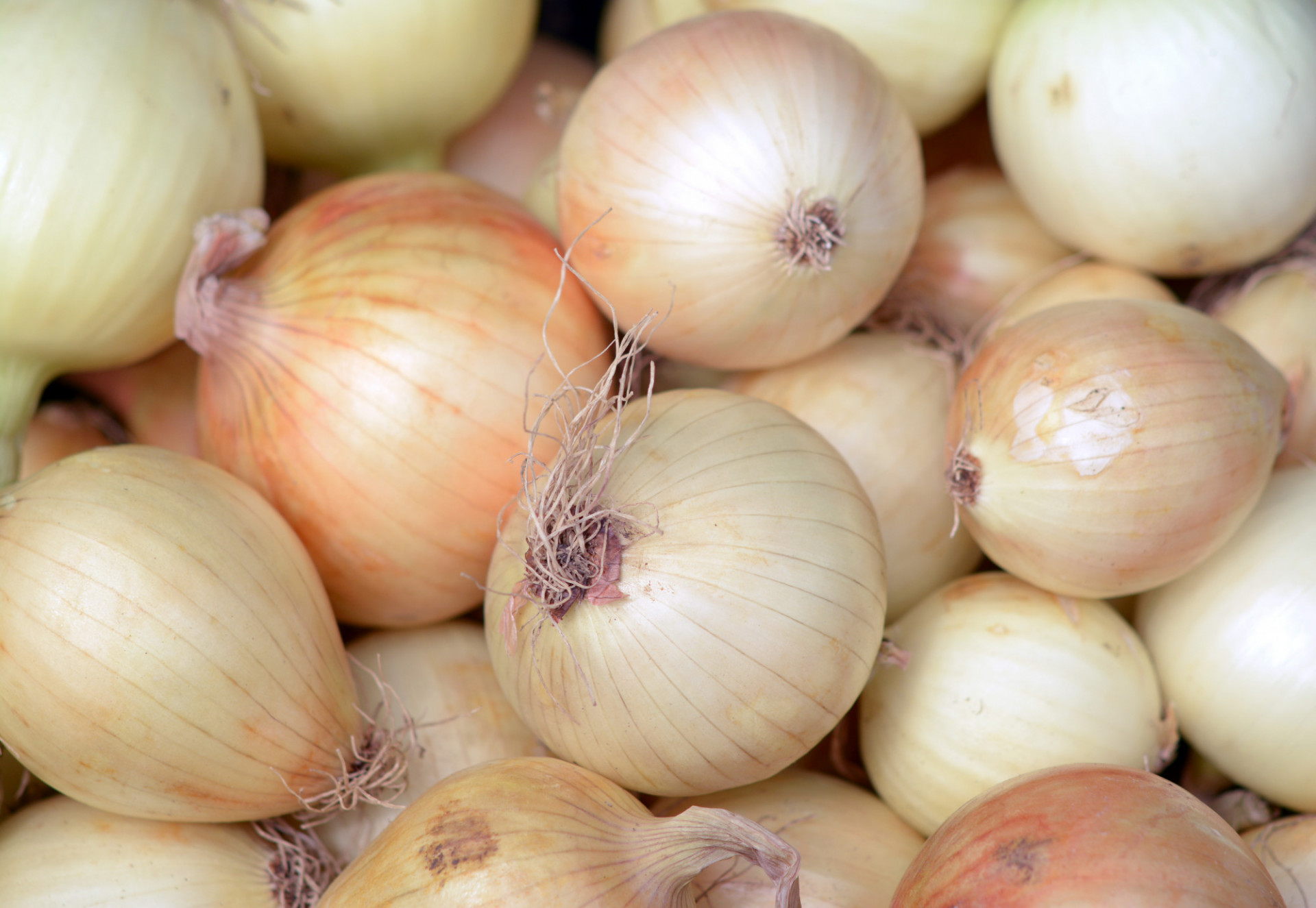 Oignon Doux des Cévennes AOP - Mon Petit Drive Primeur